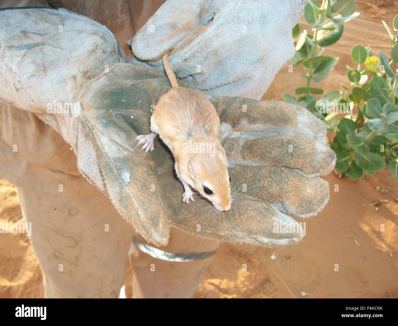 Desert mouse in a hand. Fauna of Arab Emirates Stock Photo - Alamy