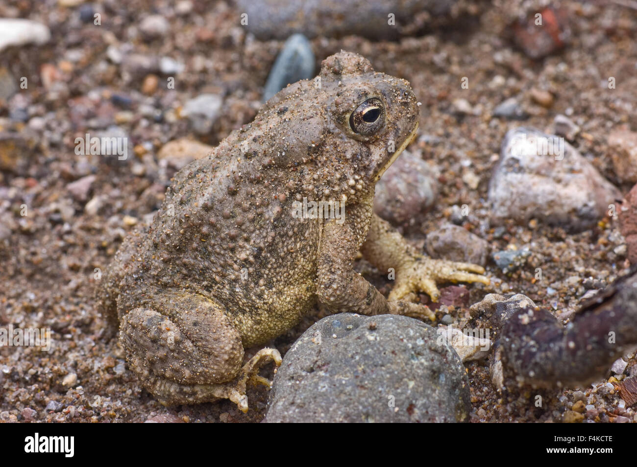Microscaphus hi-res stock photography and images - Alamy