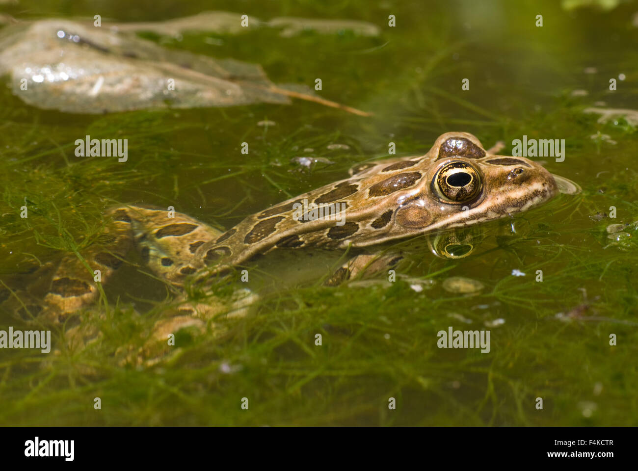 Northern Leopard Frog, (Lithobates pipiens), Zion National Park, Utah ...
