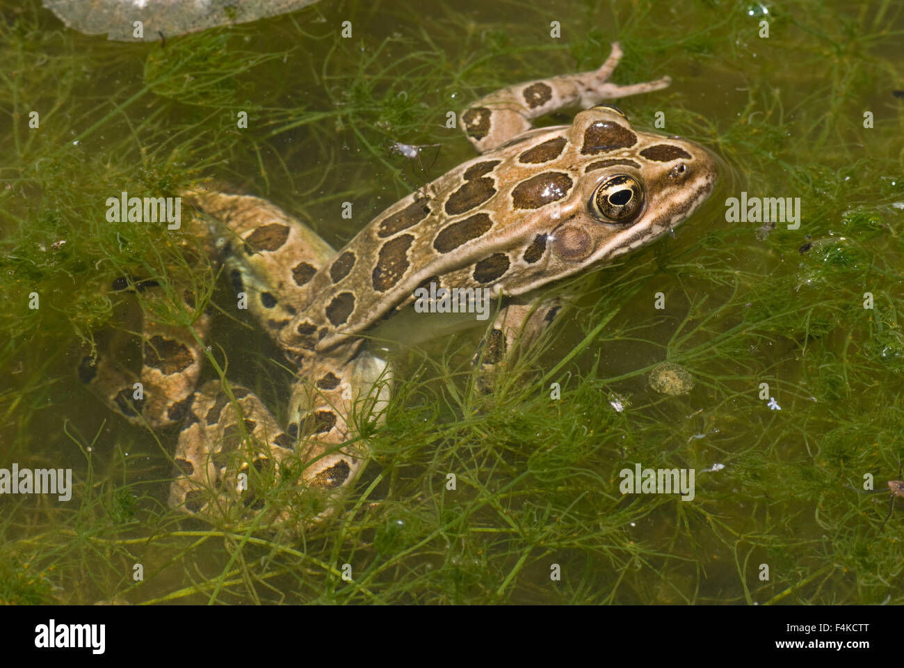 Northern Leopard Frog, (Lithobates pipiens), Zion National Park, Utah ...
