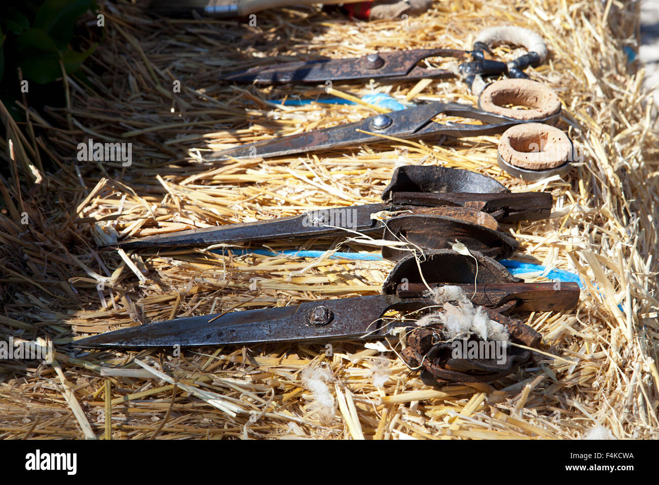 Shearing scissors with cork protection for fingers over straw bale ...