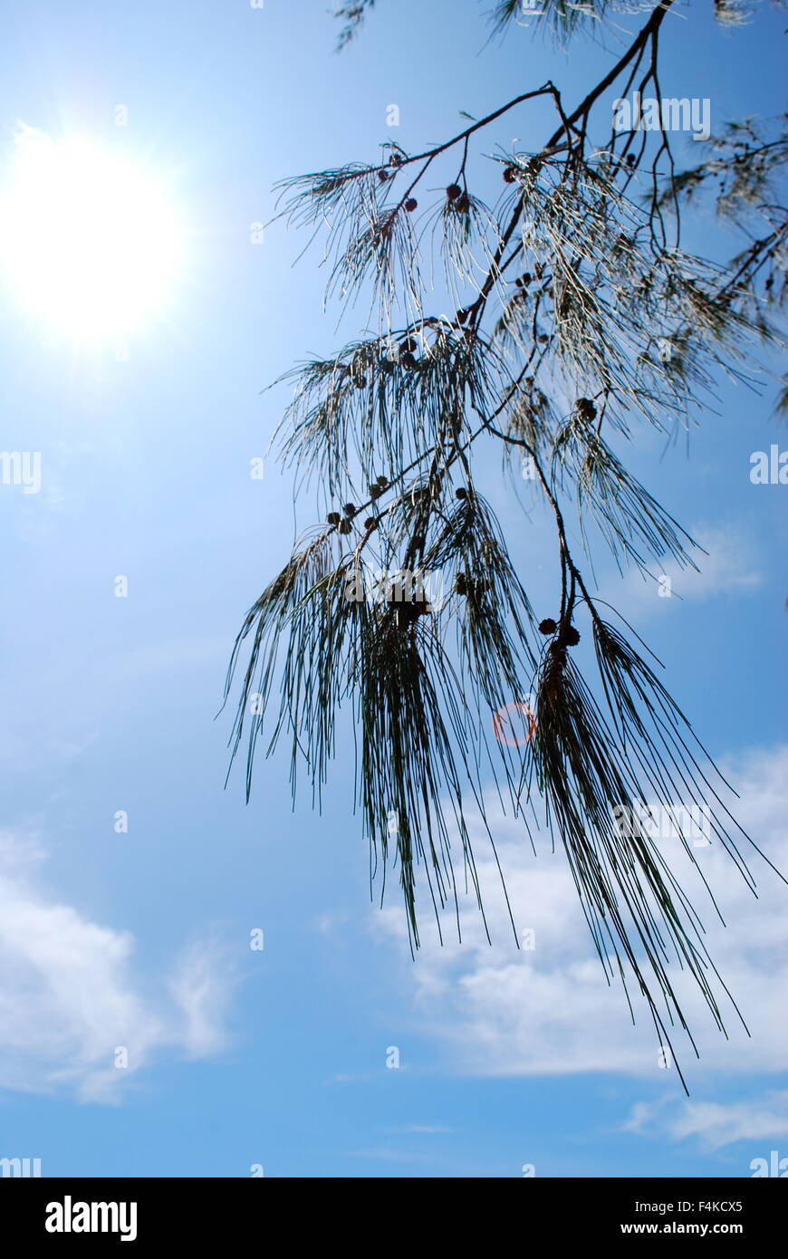 Australian native tree hi-res stock photography and images - Alamy