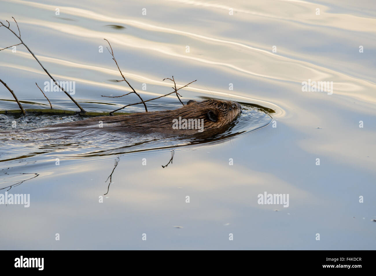 Beaver swimming with small tree Stock Photo - Alamy