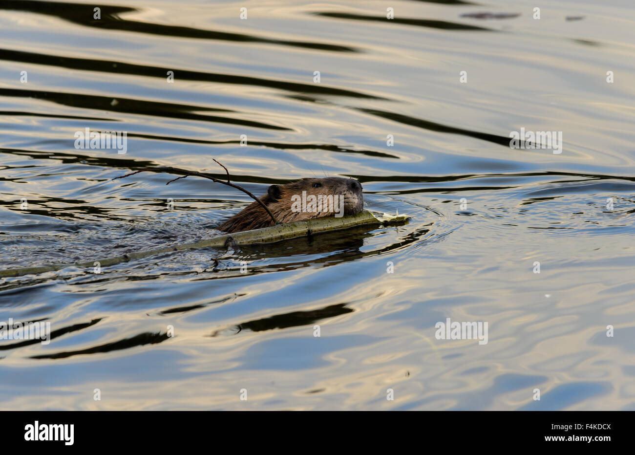 Beaver swimming with small tree Stock Photo - Alamy