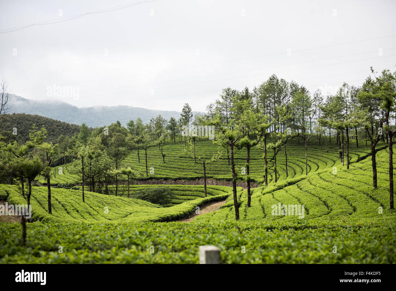 Lush Green Trees Stock Photo - Alamy