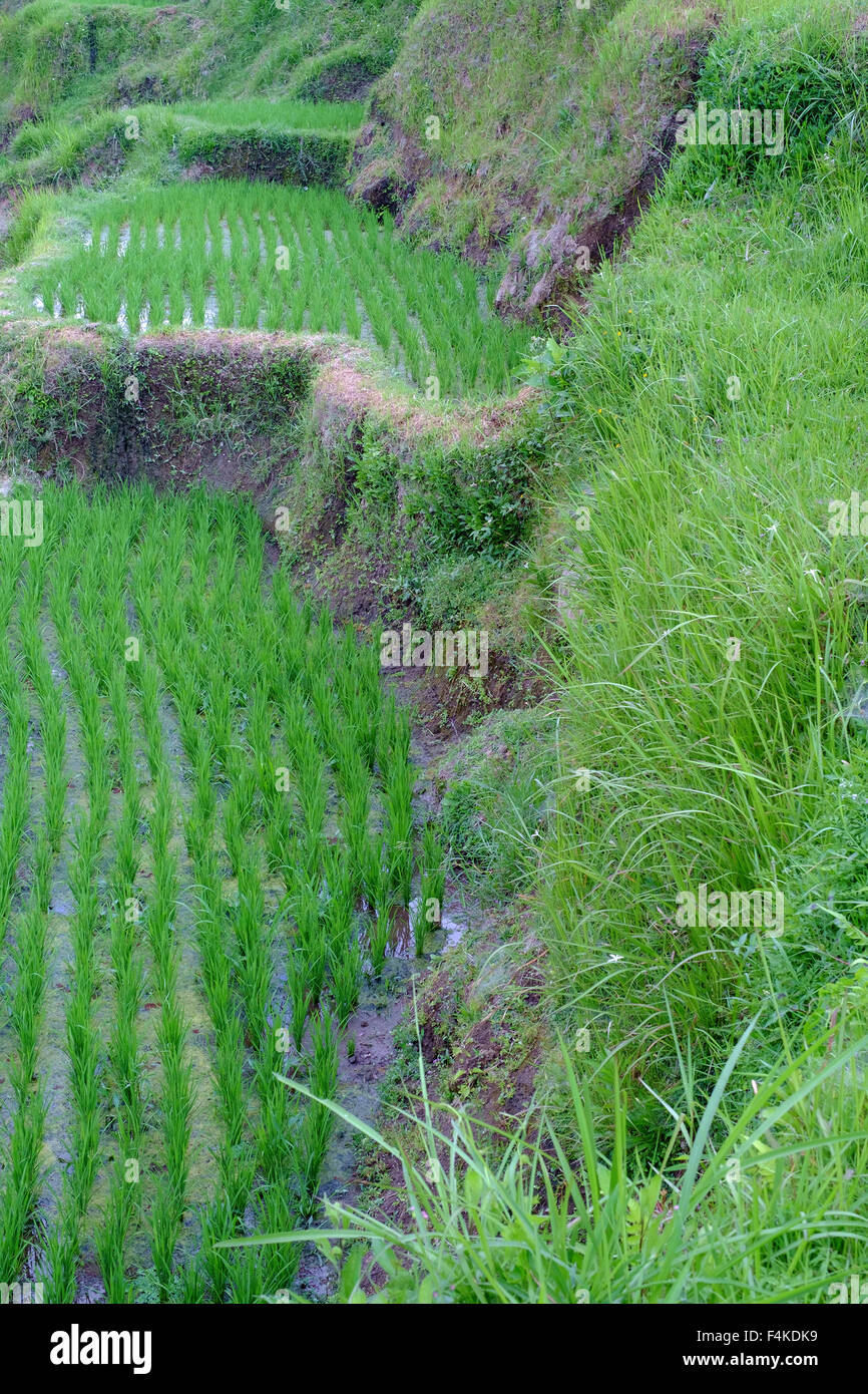 The paddy field in Tegallalang, Ubud, Bali Stock Photo - Alamy
