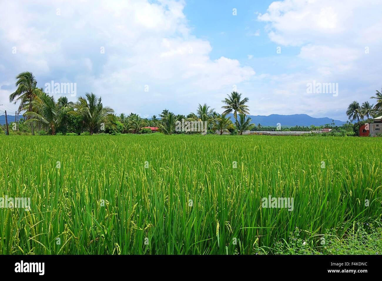 Beautiful scenery in southern Taiwan with lush rice fields, palm trees ...