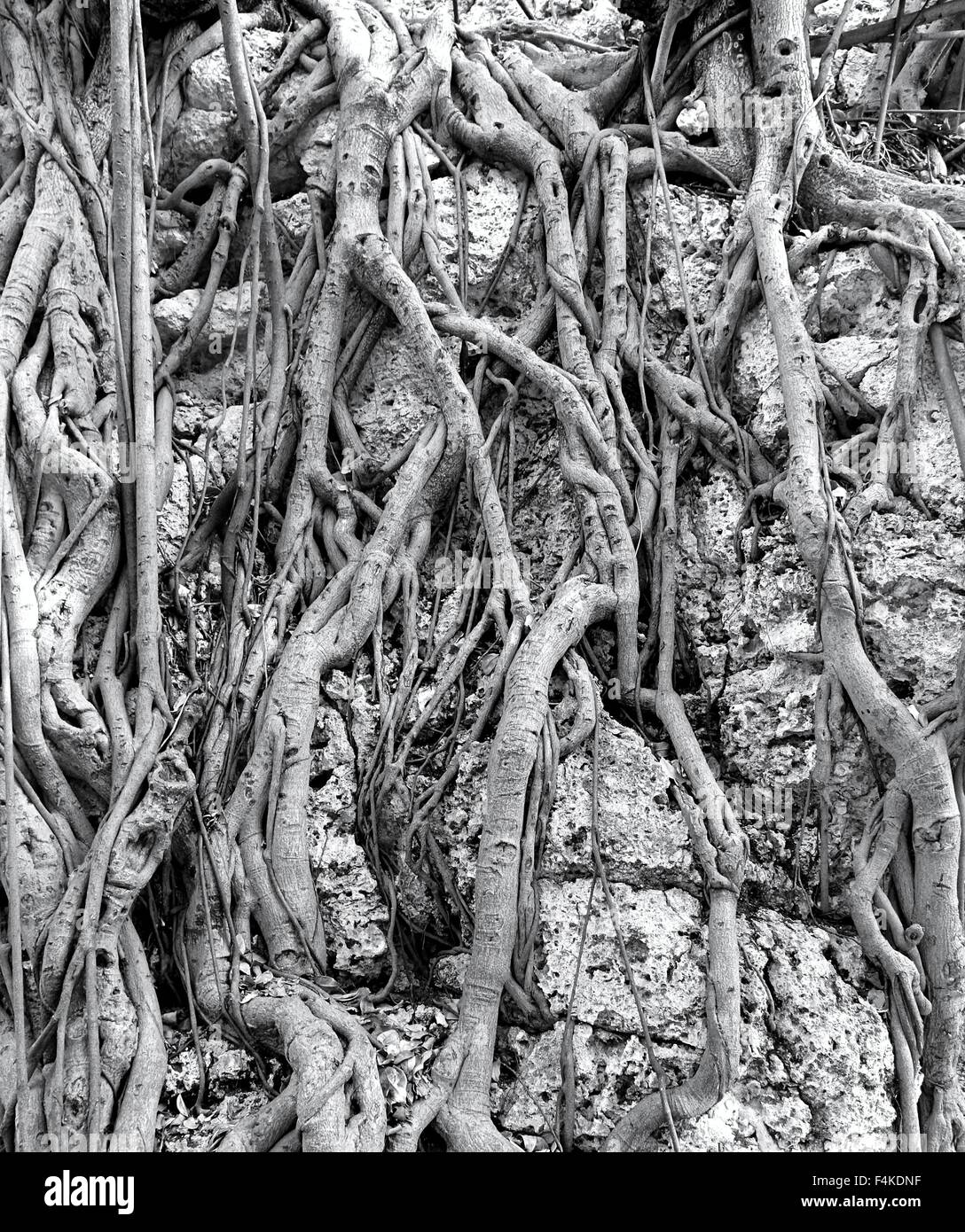 The powerful surface roots of a tropical Banyan Tree cling to the rocks ...