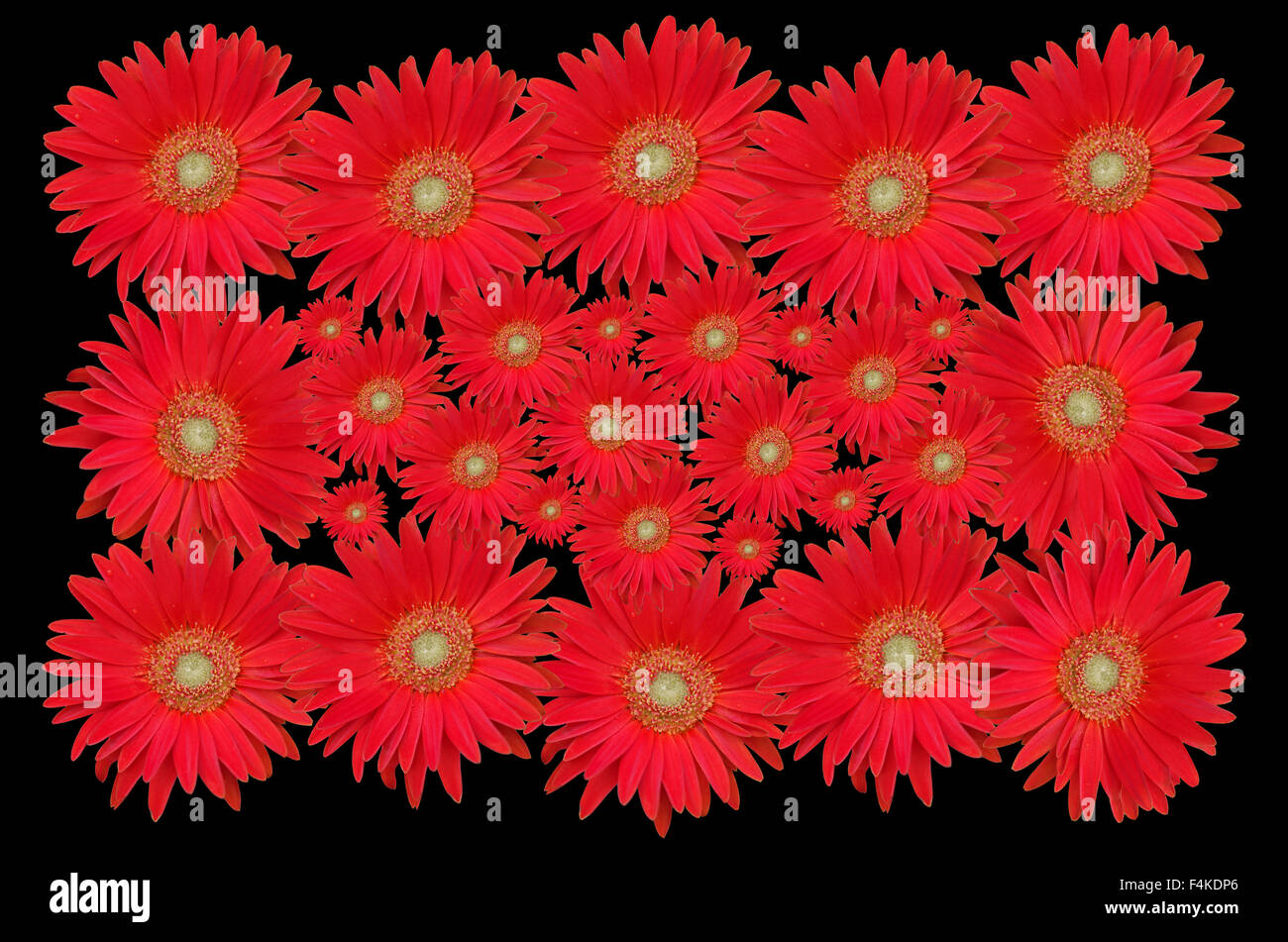Cluster of red Gerberas Stock Photo - Alamy