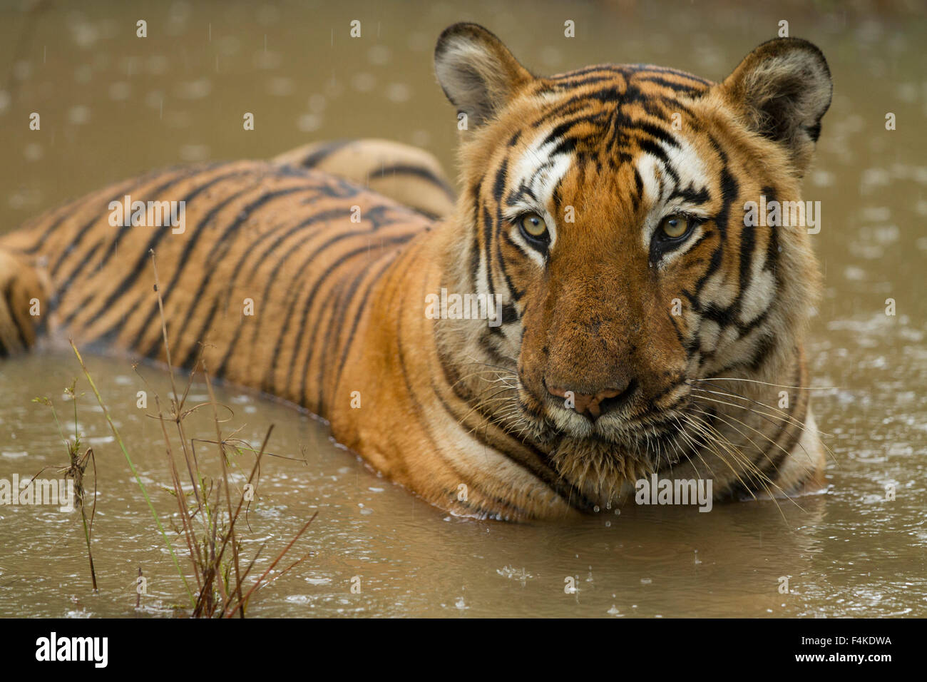 Wet Indian tiger in mud water Stock Photo - Alamy