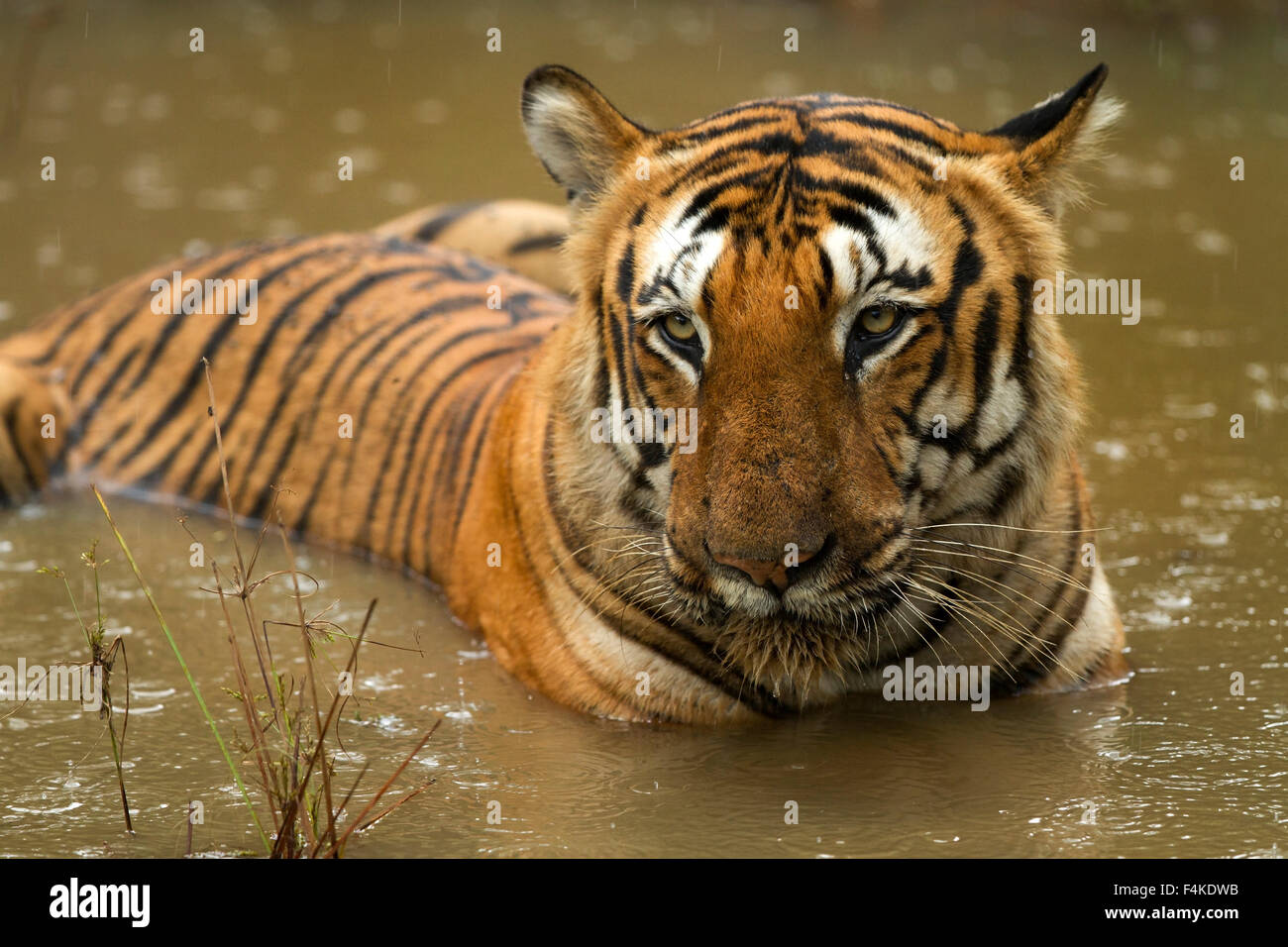 Wet Indian tiger in mud water Stock Photo - Alamy