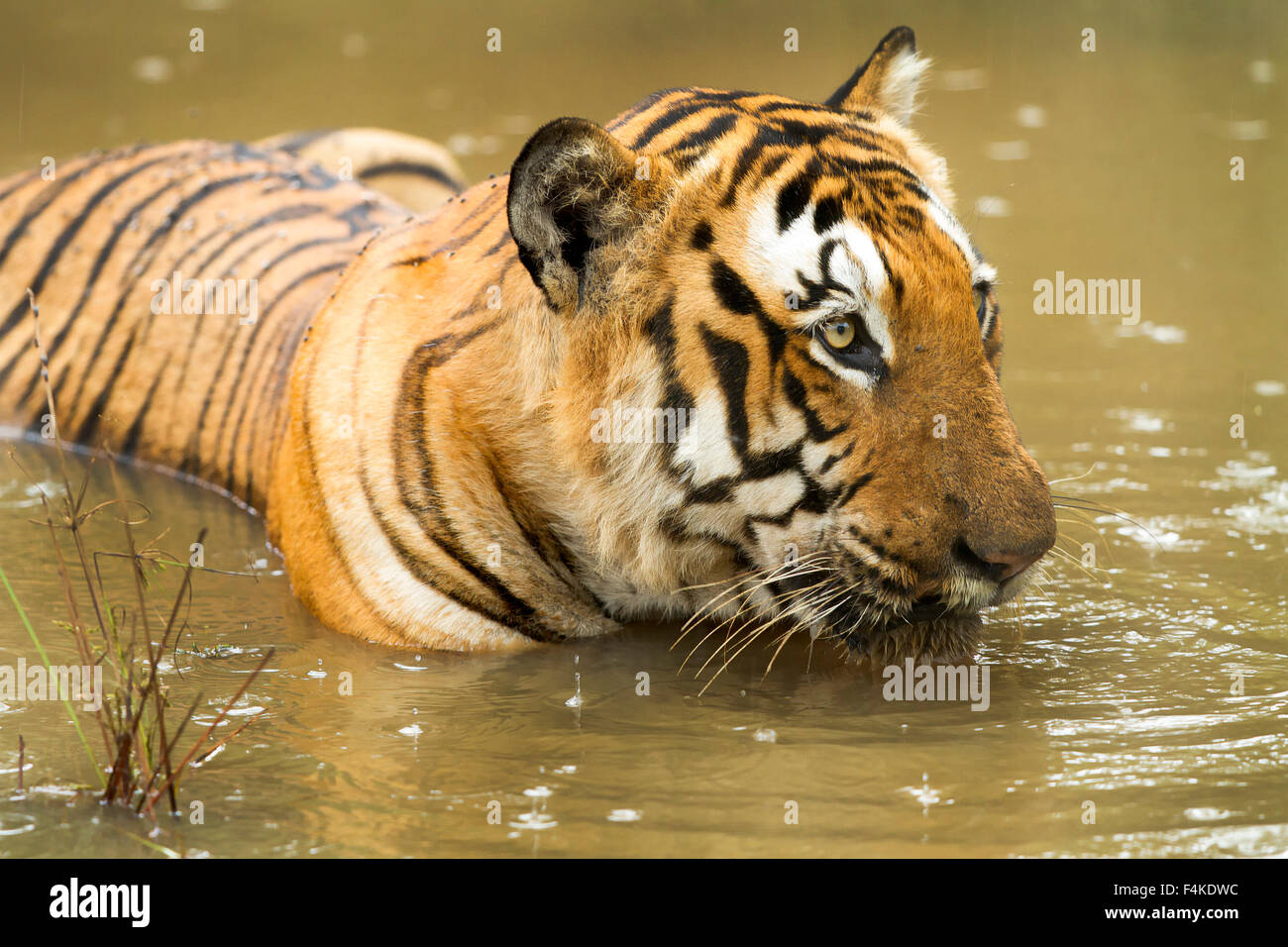 Wet Indian tiger in mud water Stock Photo - Alamy