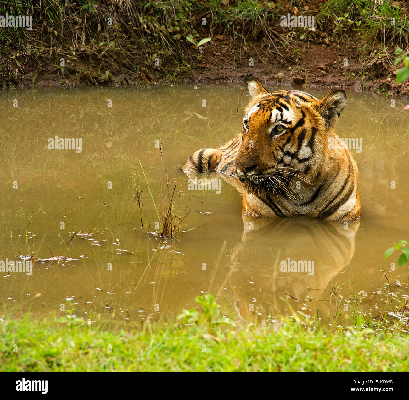 Wet Indian tiger in mud water Stock Photo - Alamy