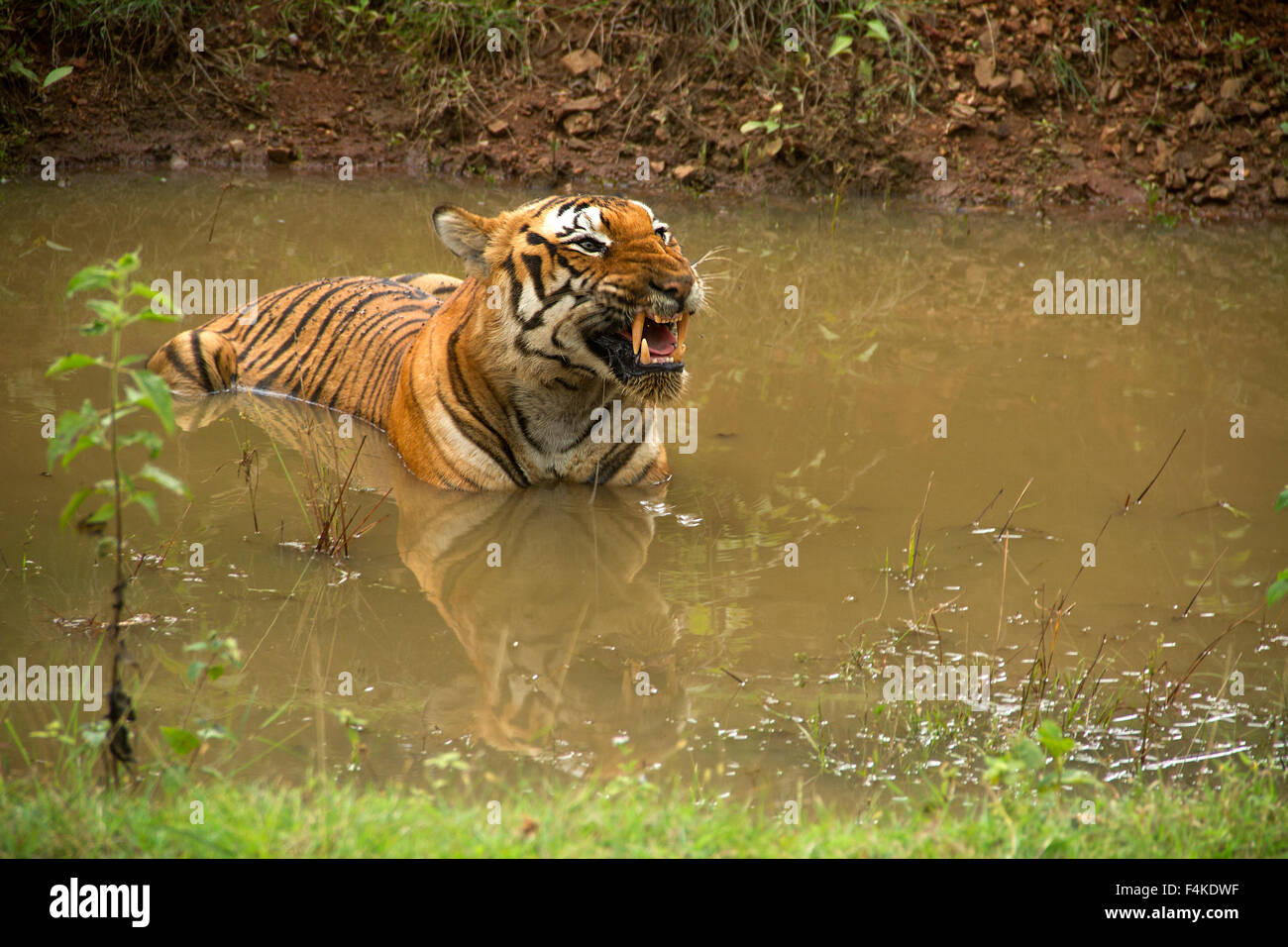 Wet Indian tiger in mud water Stock Photo - Alamy