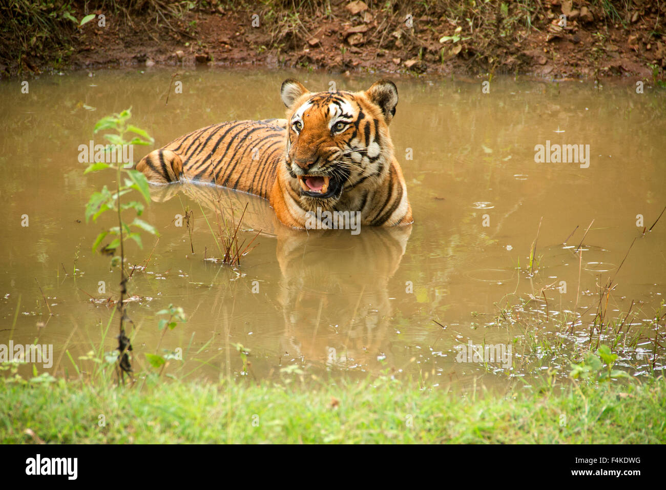 Wet Indian tiger in mud water Stock Photo - Alamy