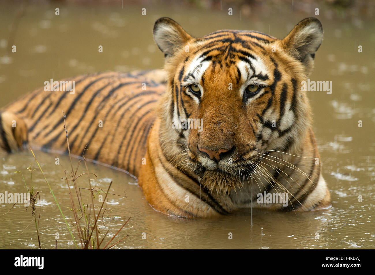 Wet Indian tiger in mud water Stock Photo - Alamy
