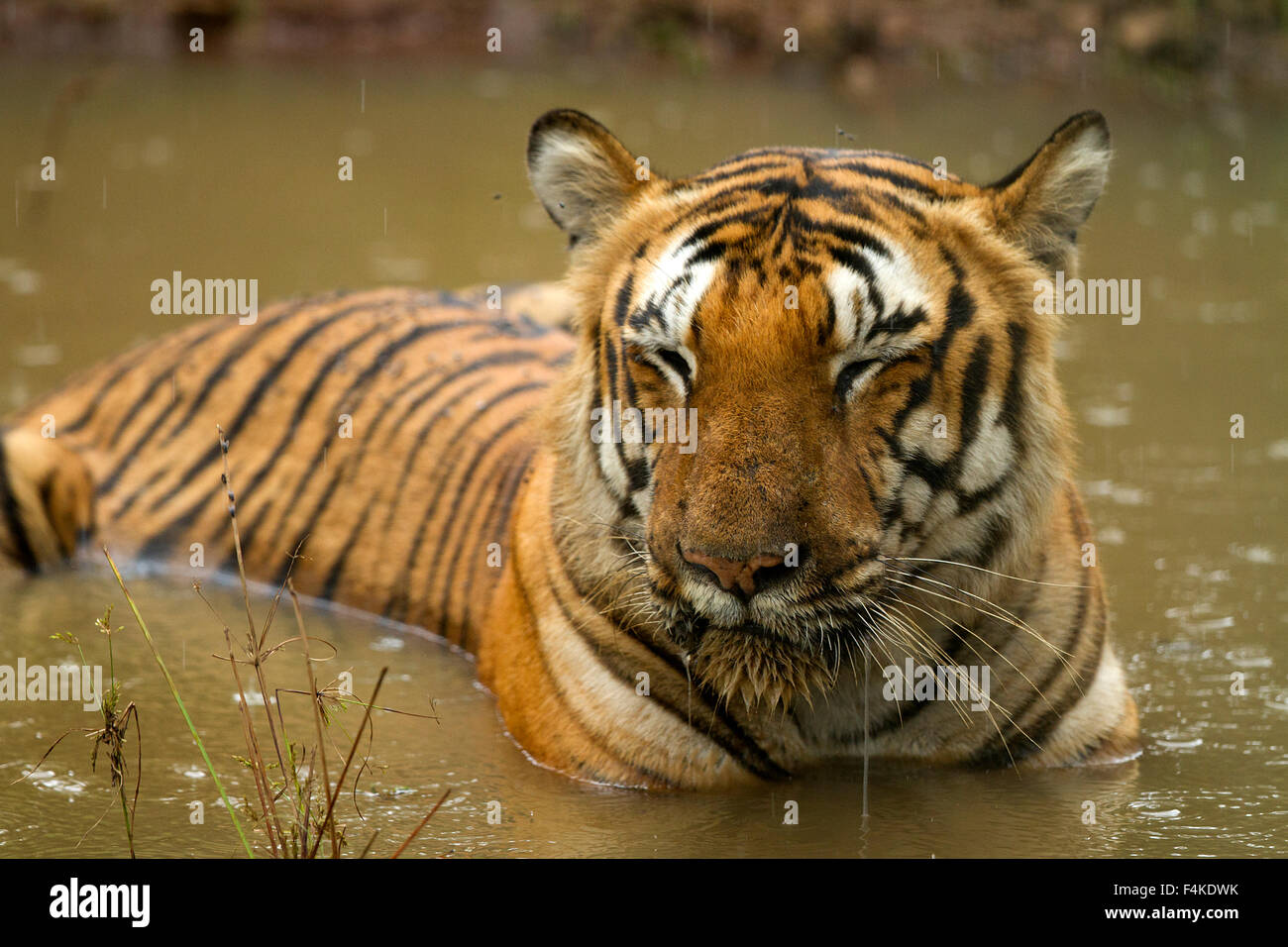 Wet Indian tiger in mud water Stock Photo - Alamy