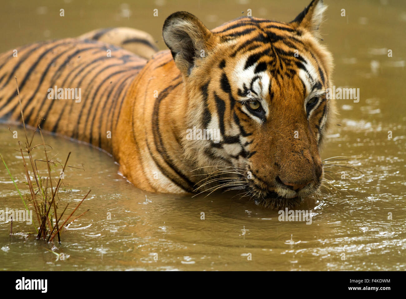 Wet Indian tiger in mud water Stock Photo - Alamy