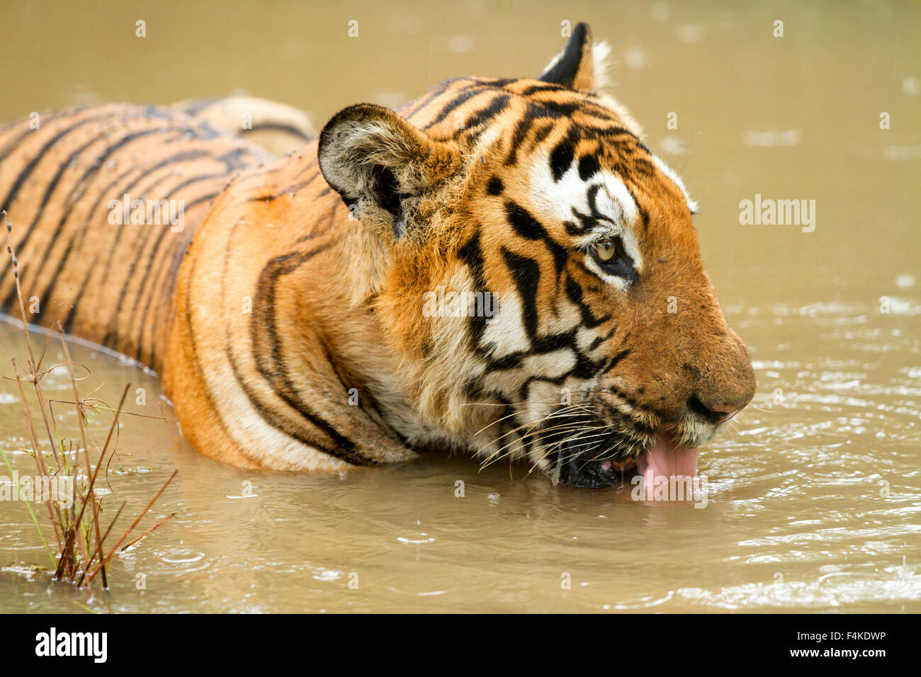 Wet Indian tiger in mud water Stock Photo - Alamy