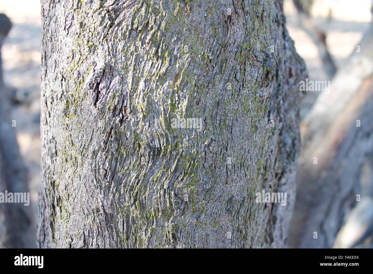 Tree trunk, bark, tree branches, leaves, sunlight Stock Photo - Alamy