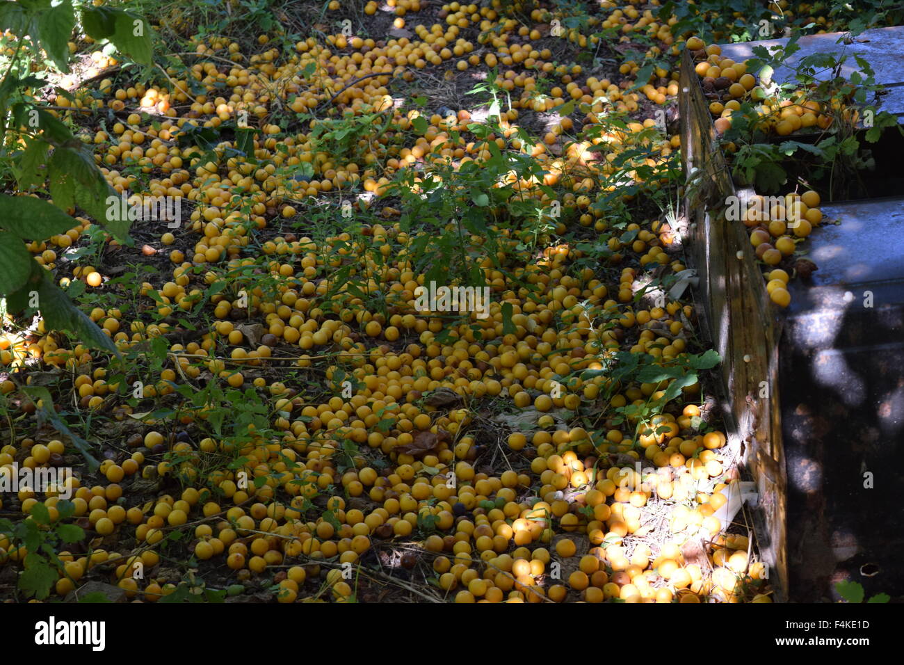 Cherry plum fruits on the earth. Maturing of fruit in a garden Stock ...