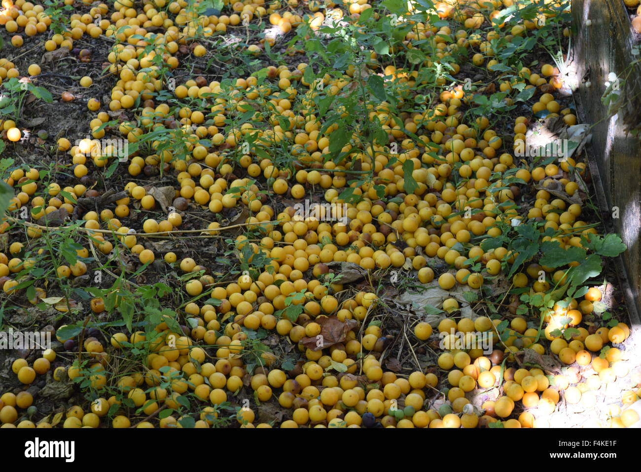 Cherry plum fruits on the earth. Maturing of fruit in a garden Stock ...