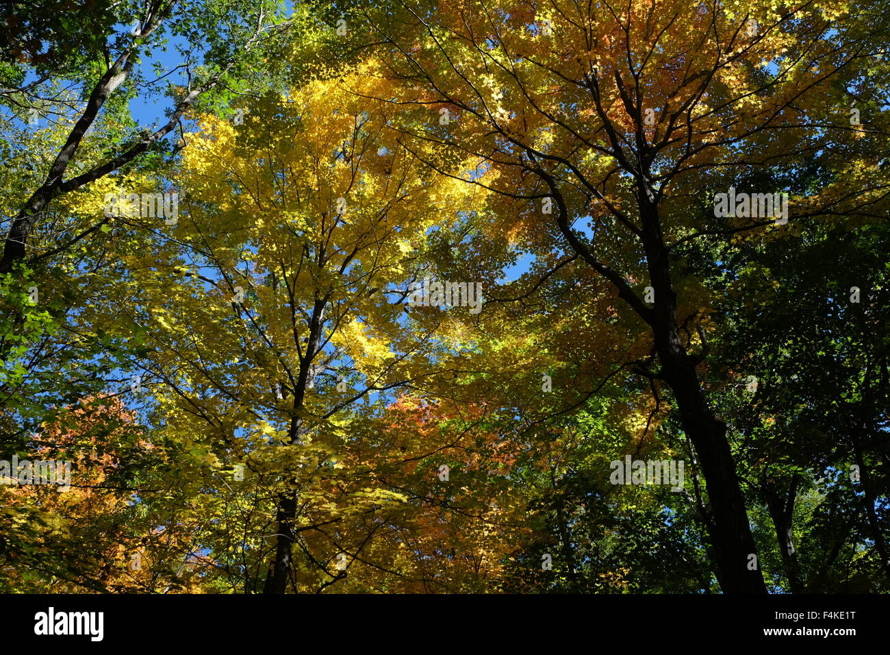 fall leaves in the hudson valley. cold spring, ny photo by jen lombardo ...