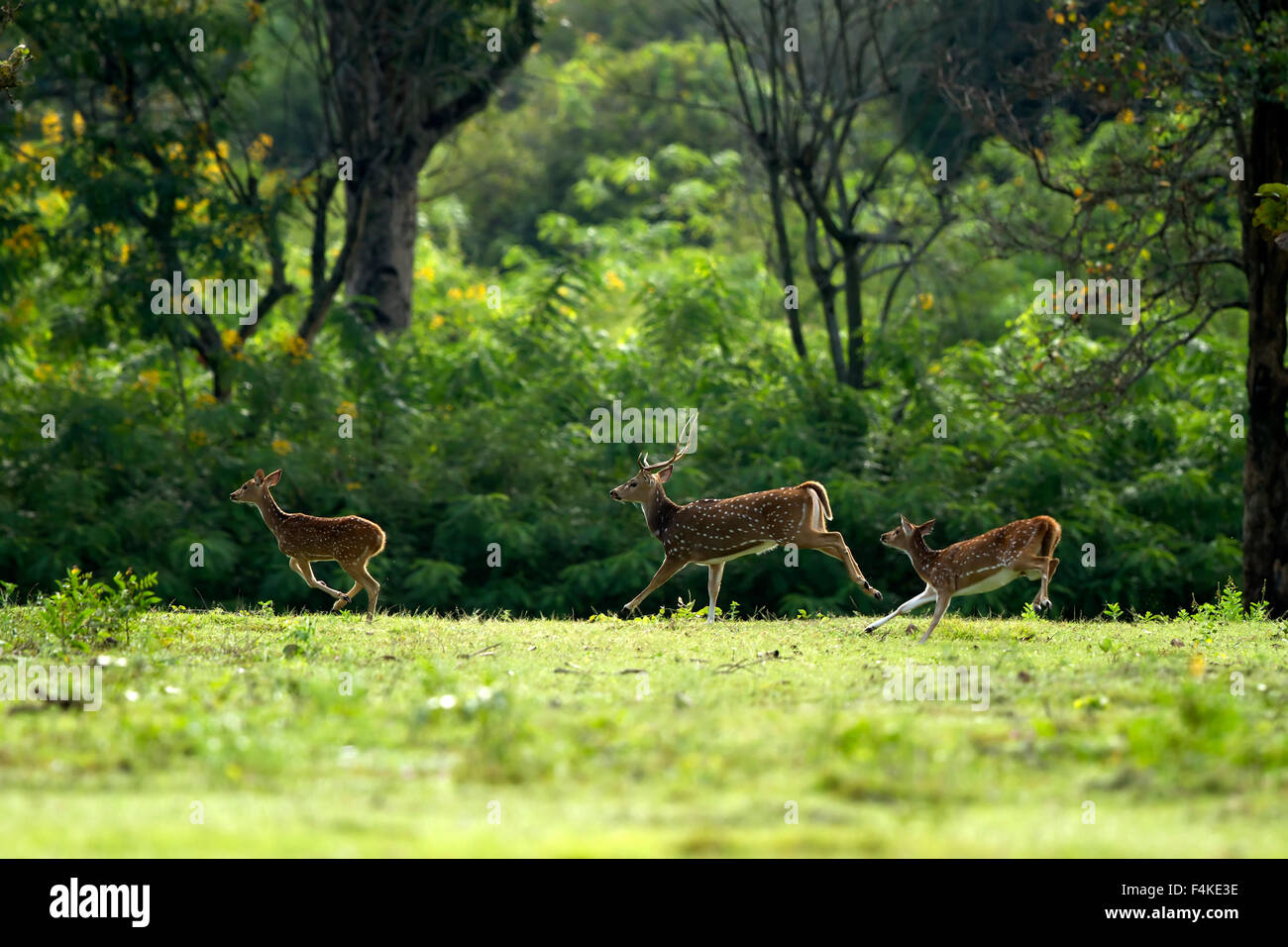 Whitetail deer running water hi-res stock photography and images - Alamy