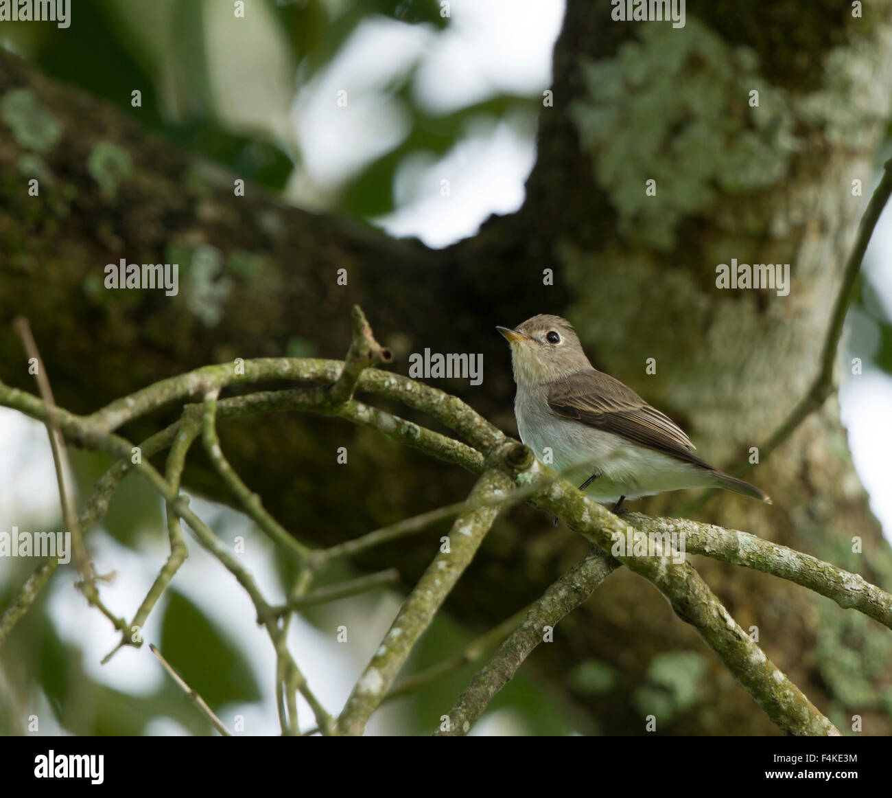 The marsh warbler (Acrocephalus palustris) is an Old World warbler ...