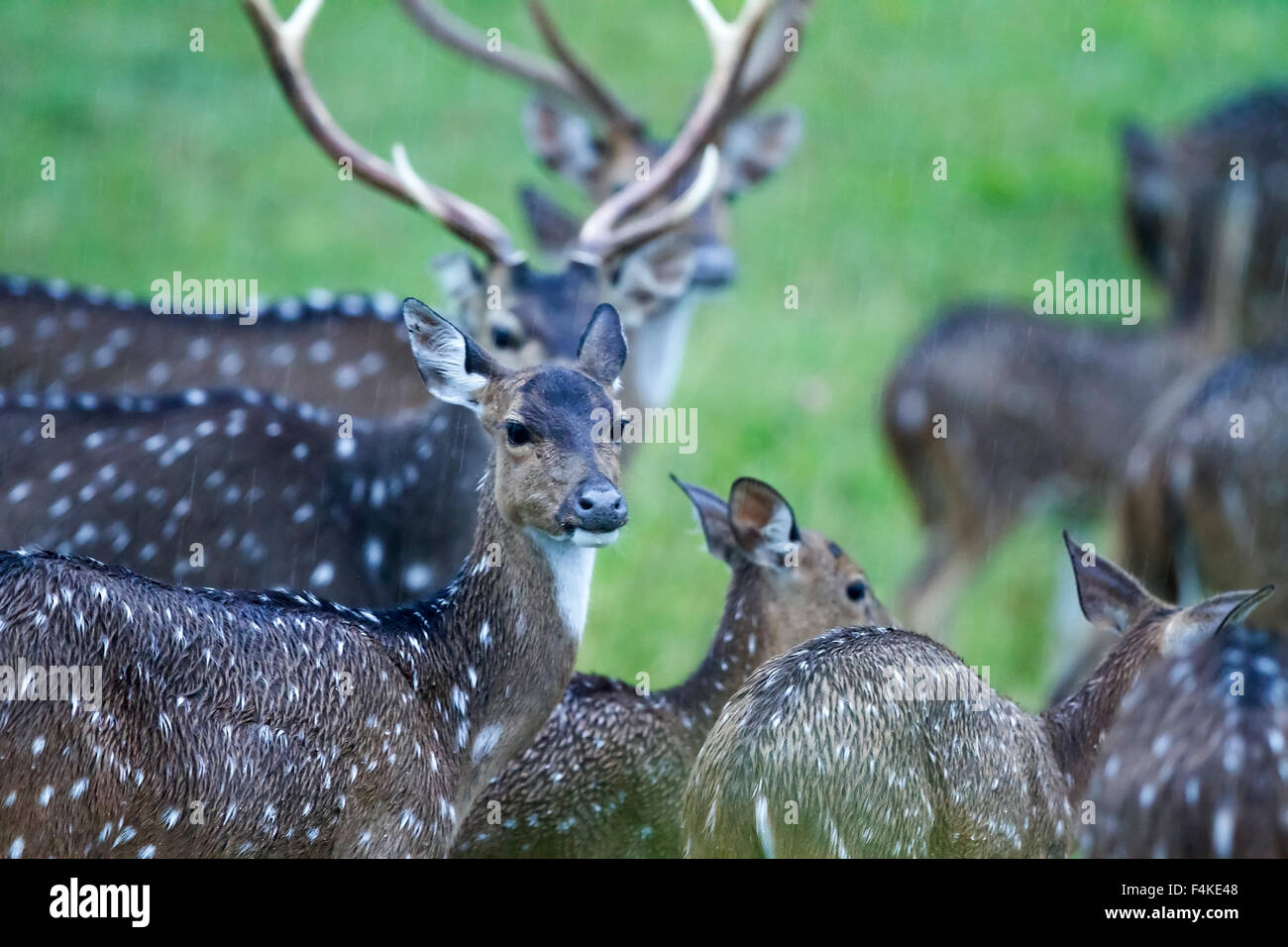 Spotted Deers in heavy rain Stock Photo - Alamy