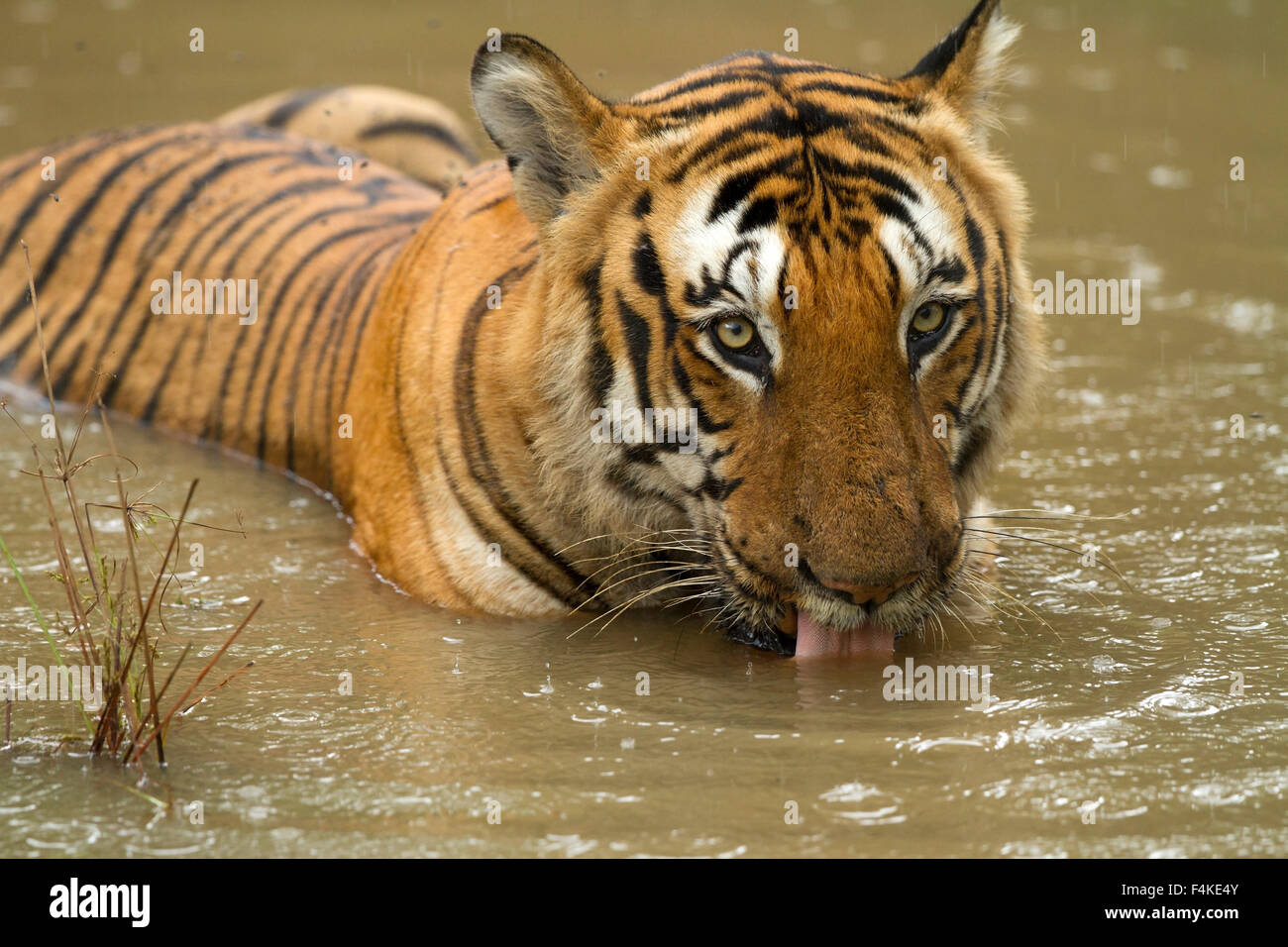 Wet Indian tiger in mud water Stock Photo - Alamy