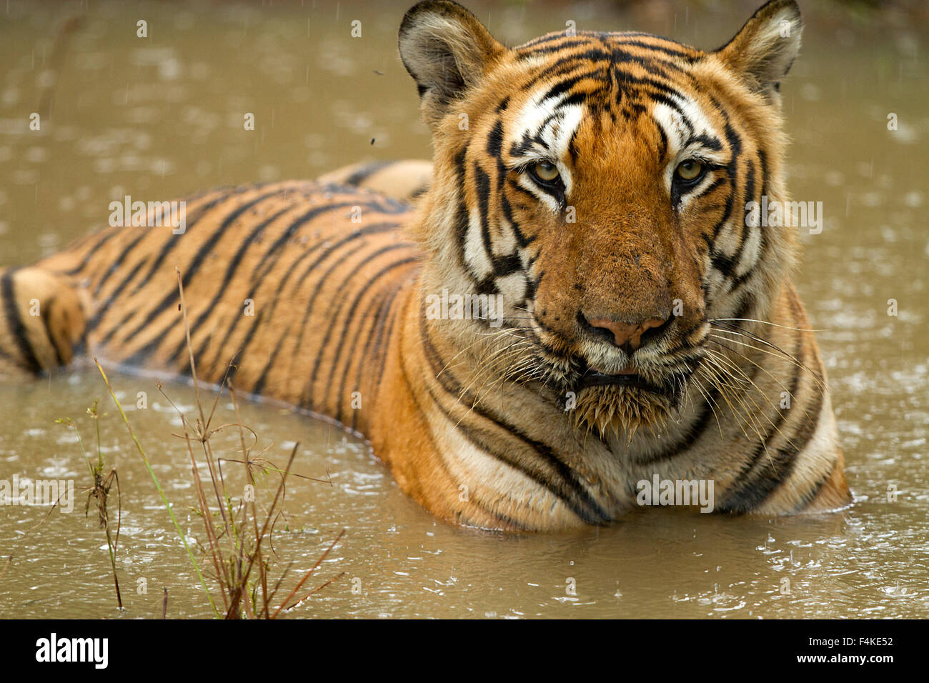 Wet Indian tiger in mud water Stock Photo - Alamy