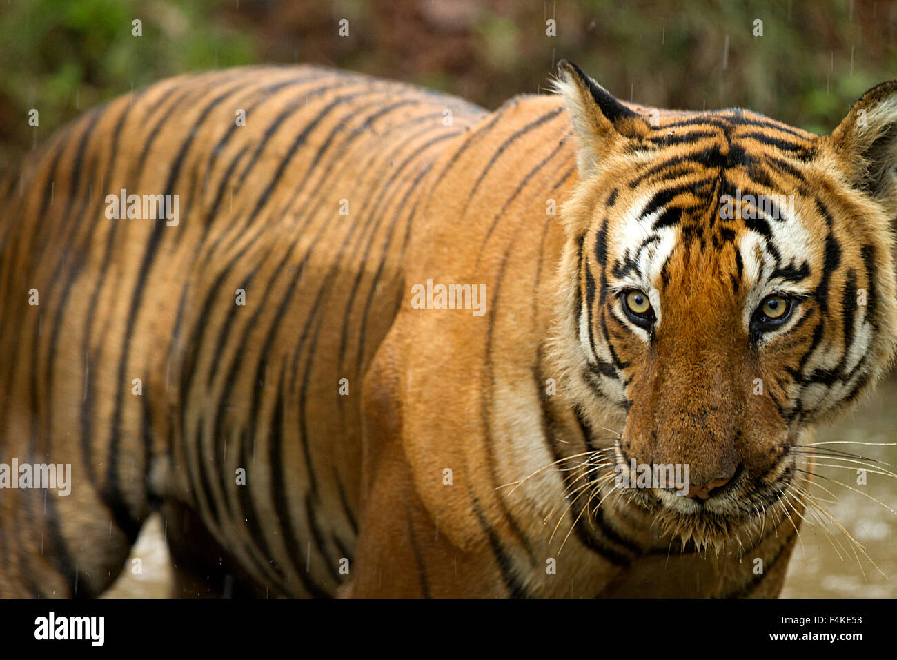 Wet Indian tiger in mud water Stock Photo - Alamy