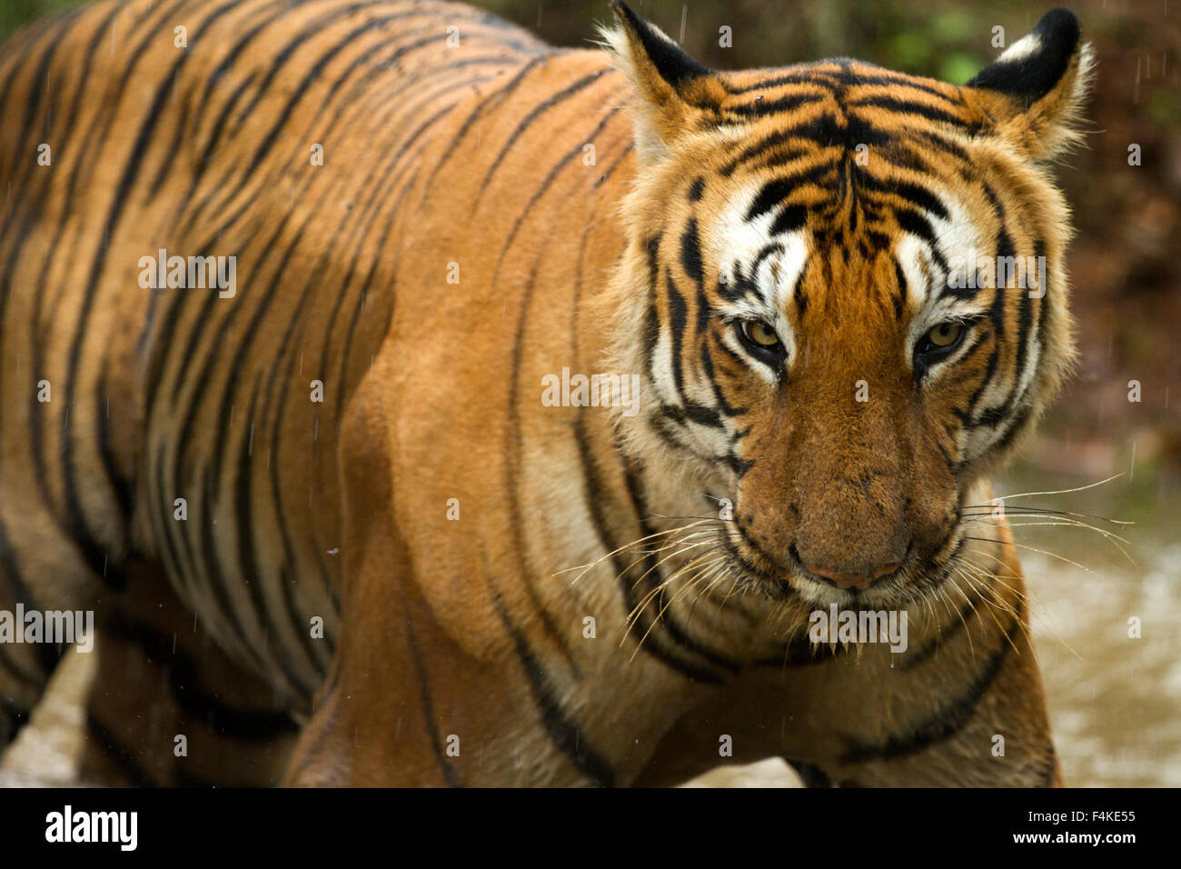 Wet Indian tiger in mud water Stock Photo - Alamy