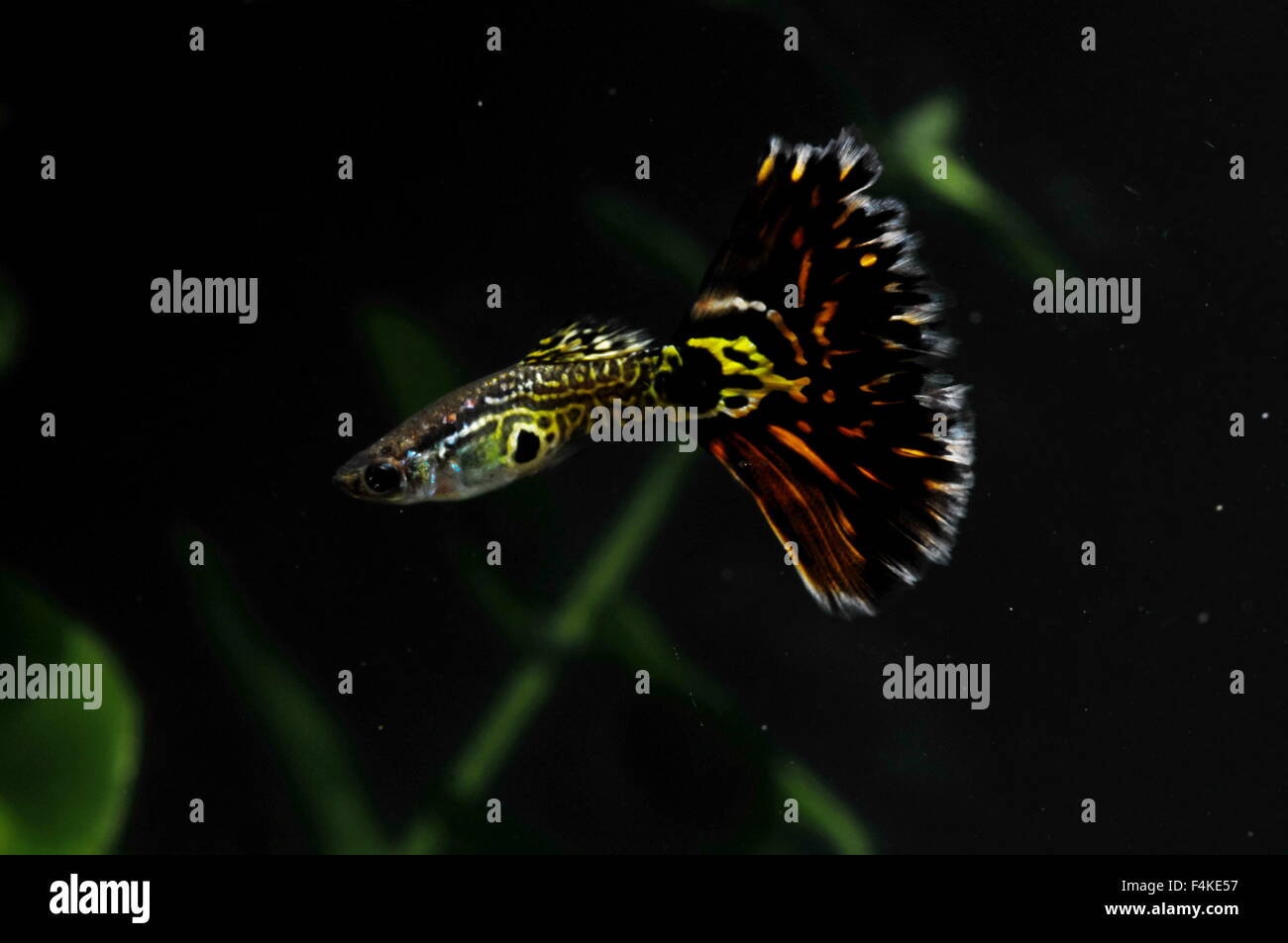 Guppy Multi Colored Fish Stock Photo - Alamy
