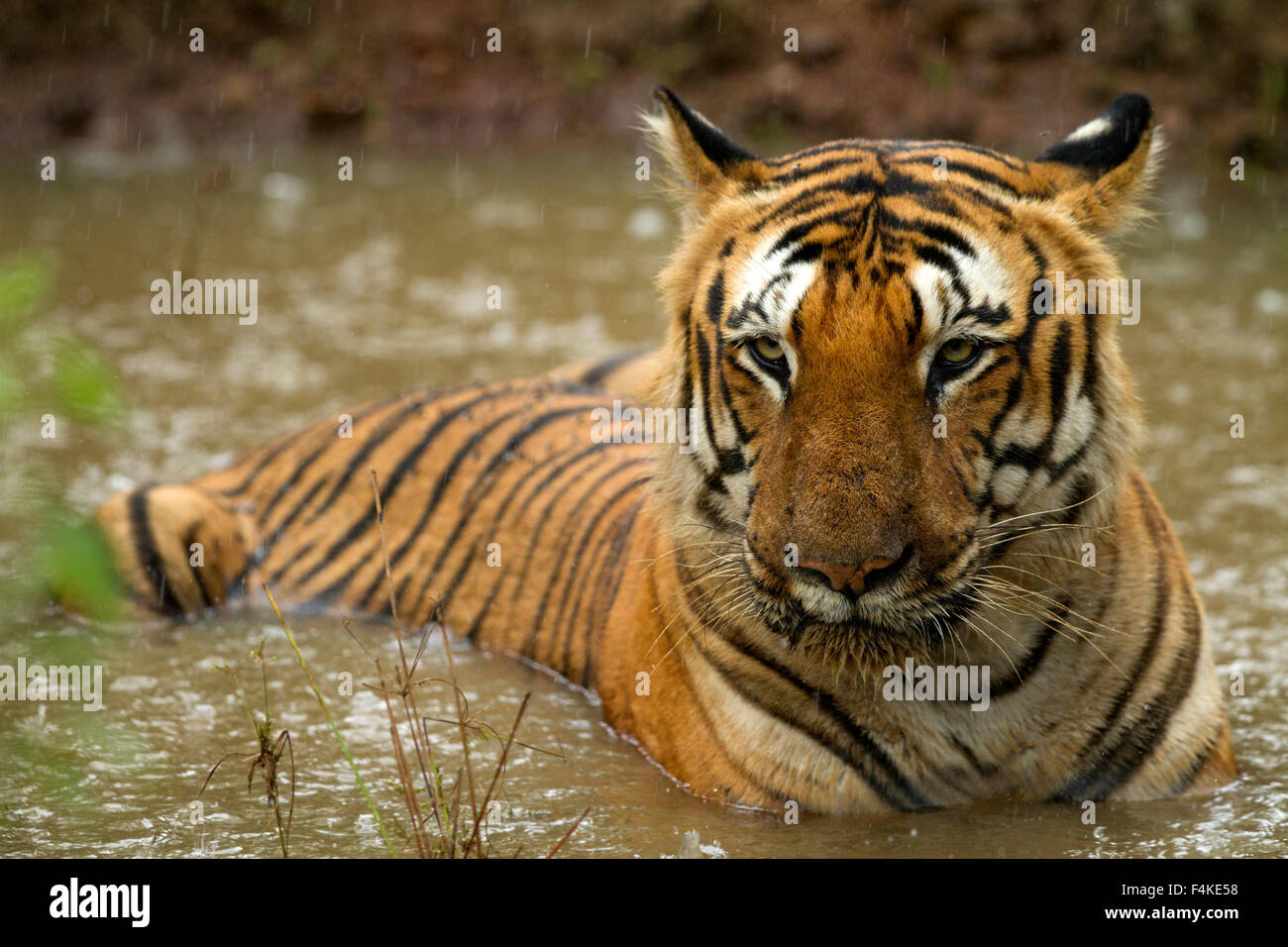 Wet Indian tiger in mud water Stock Photo - Alamy