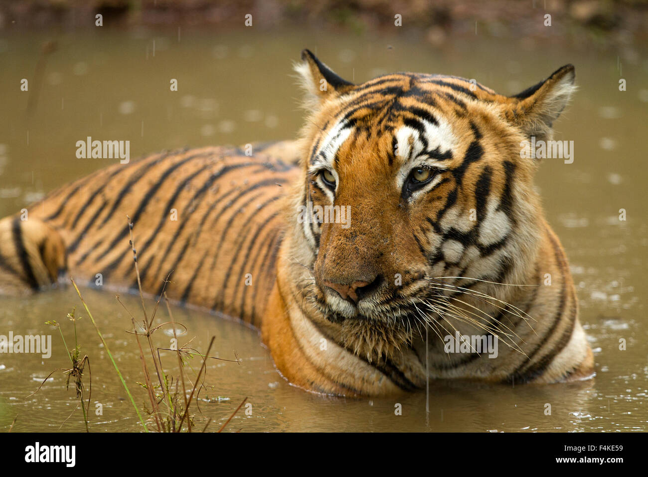 Wet Indian tiger in mud water Stock Photo - Alamy