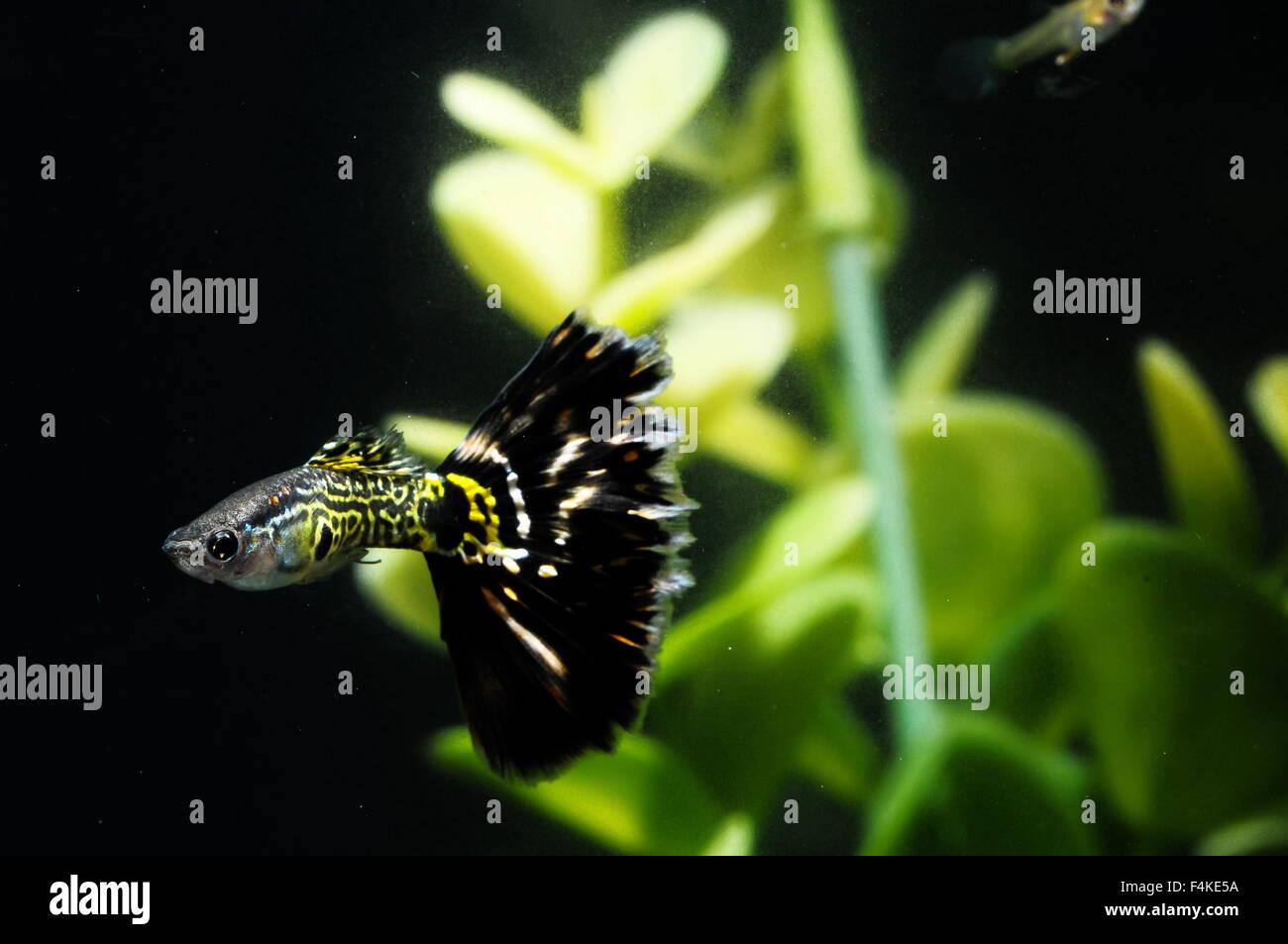 Guppy Multi Colored Fish Stock Photo - Alamy