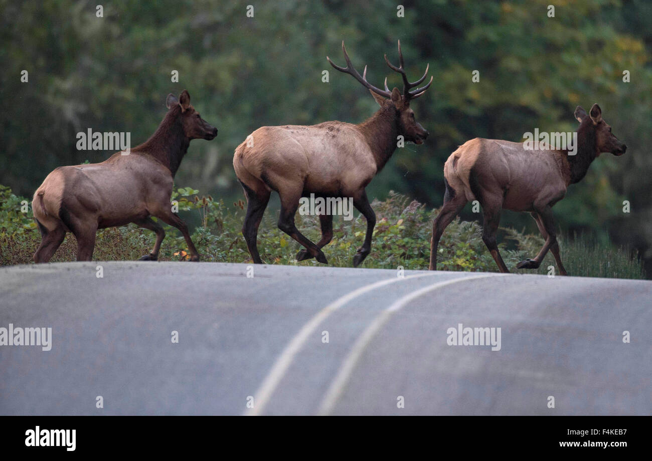 Elkton, Oregon, USA. 19th Oct, 2015. A herd of Roosevelt elk run across ...