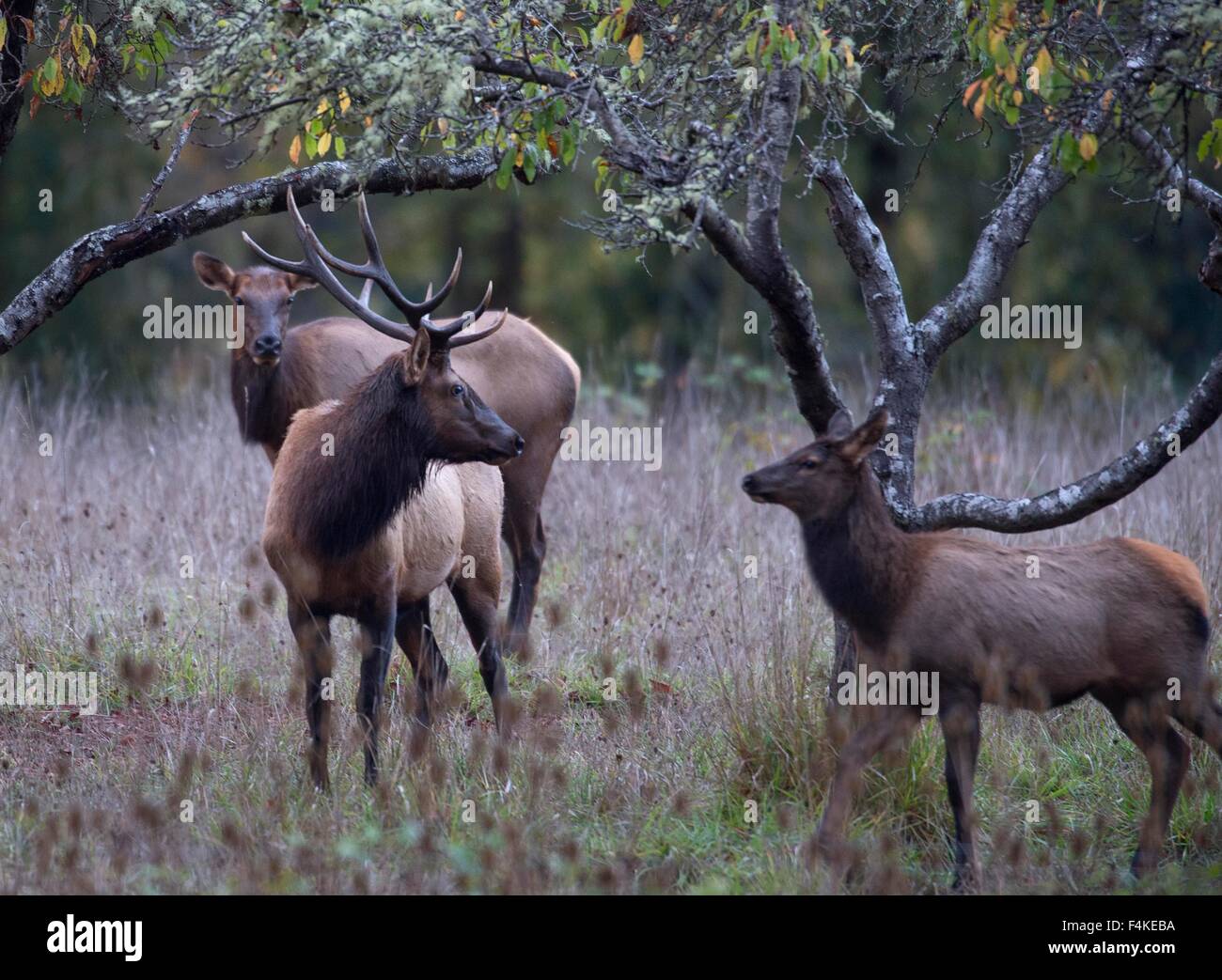 Olympic elk cervus roosevelti hi-res stock photography and images - Alamy