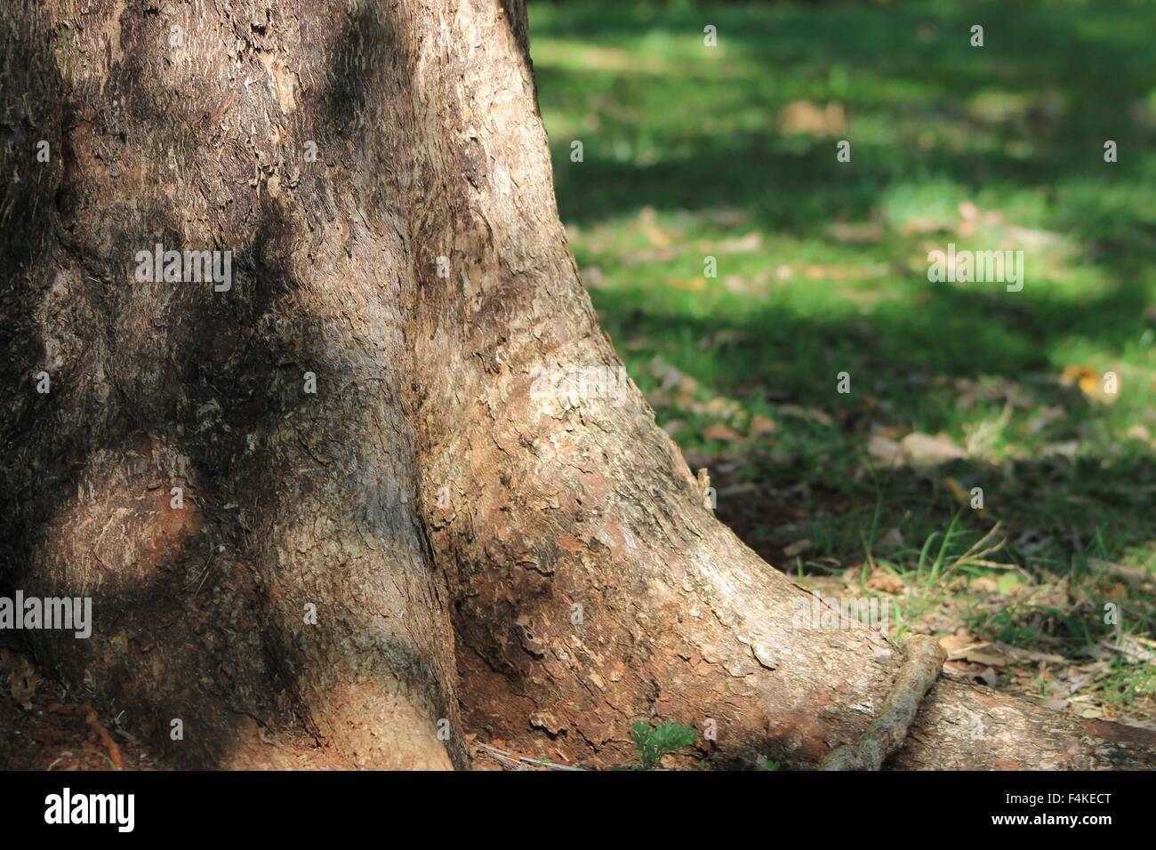 Tree trunk, bark, tree branches, leaves, sunlight Stock Photo - Alamy