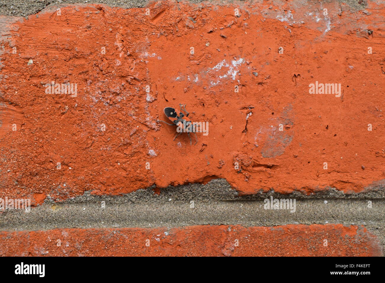 Two firebugs mating and walking backwards. Spring nature fire bug red ...