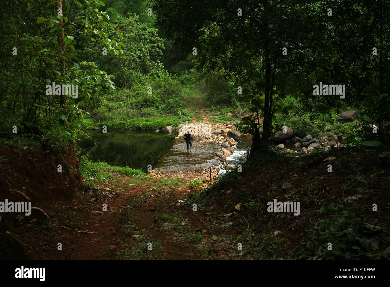man crossing the forest river Stock Photo - Alamy
