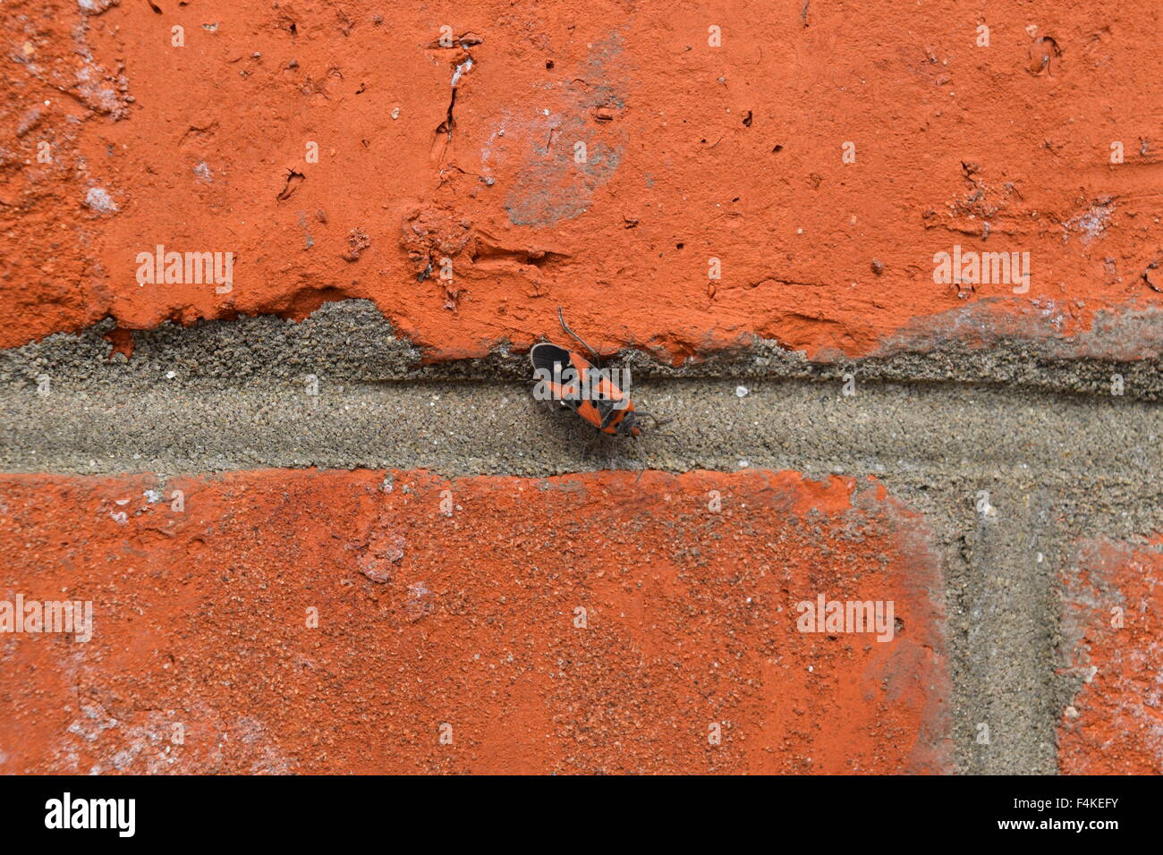 Two firebugs mating and walking backwards. Spring nature fire bug red ...