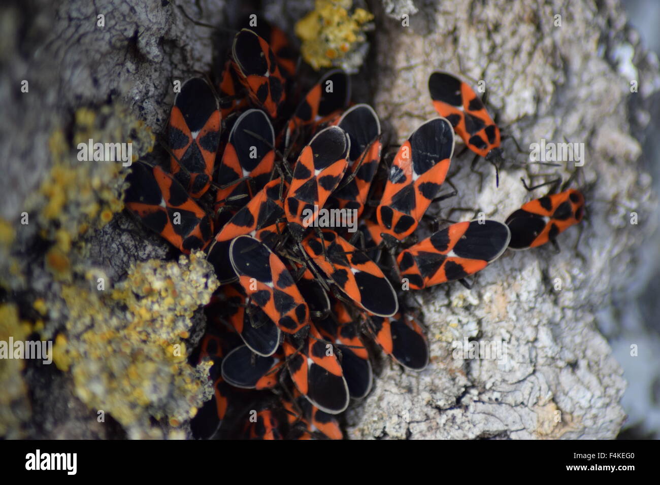 Two firebugs mating and walking backwards. Spring nature fire bug red ...