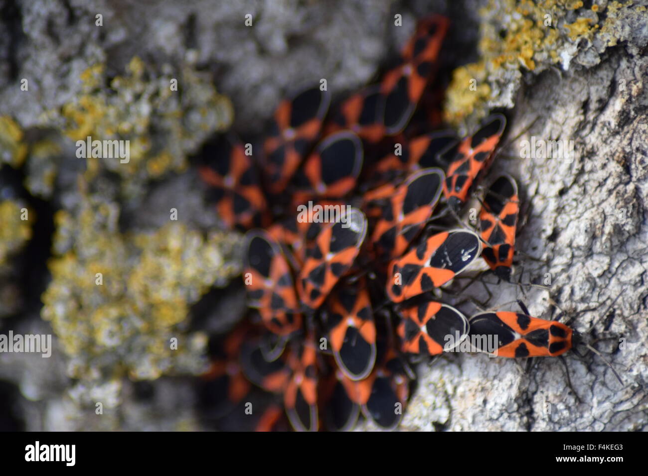 Two firebugs mating and walking backwards. Spring nature fire bug red ...