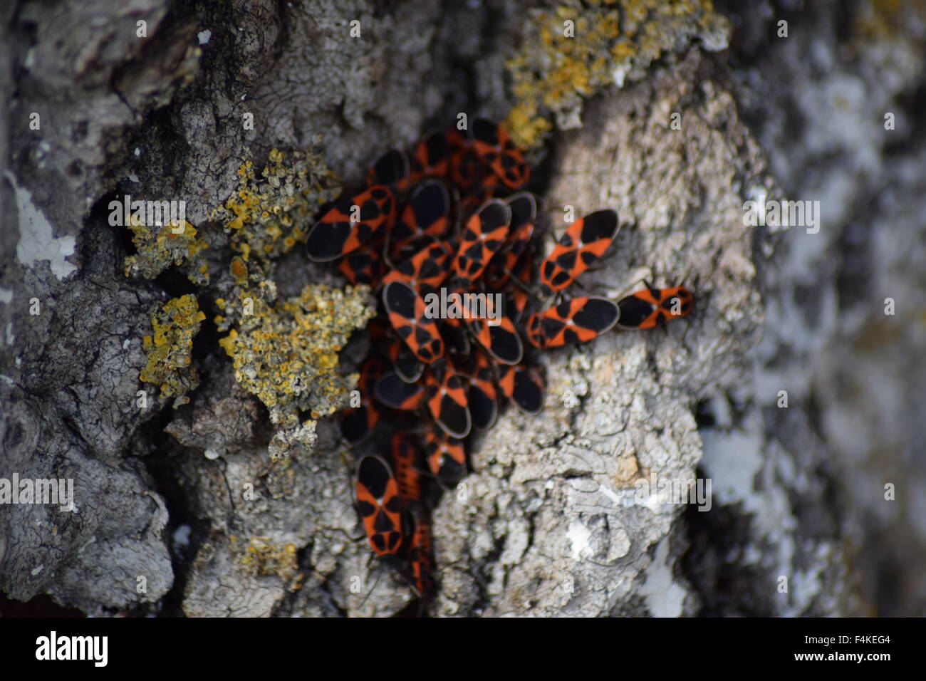 Two firebugs mating and walking backwards. Spring nature fire bug red ...