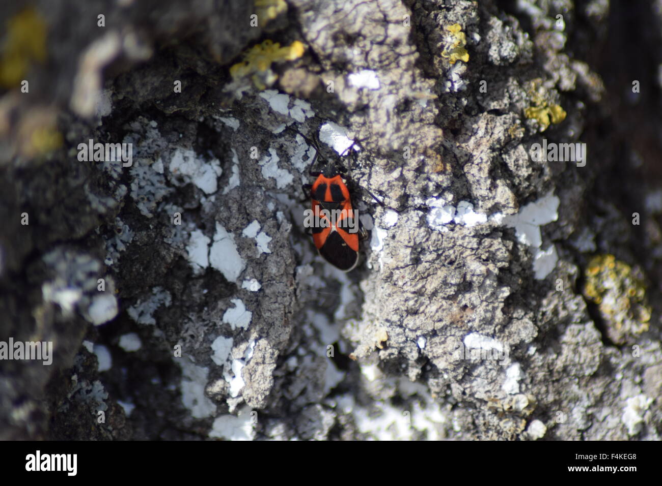 Two firebugs mating and walking backwards. Spring nature fire bug red ...