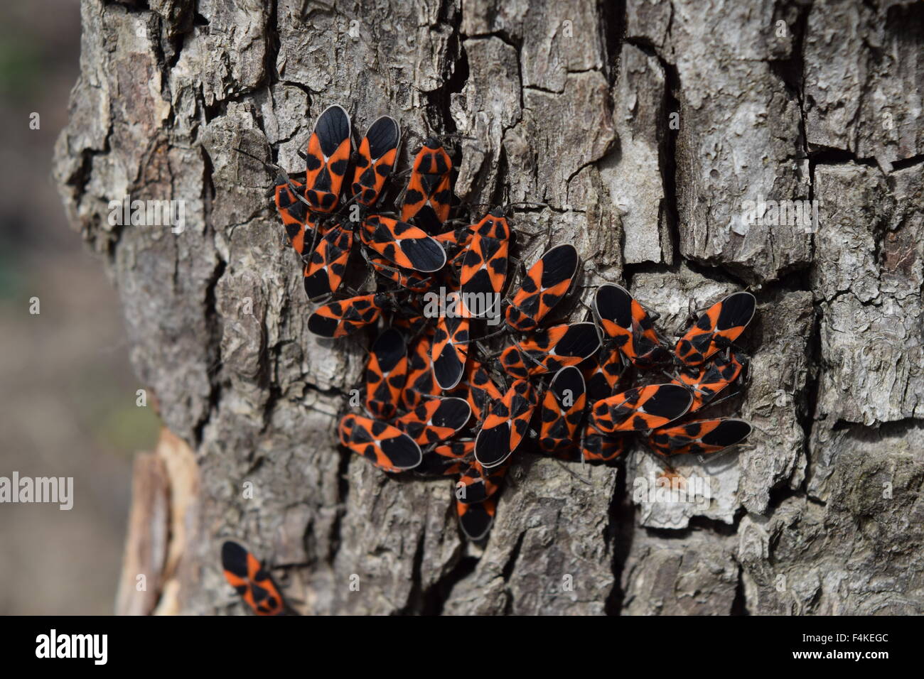 Two firebugs mating and walking backwards. Spring nature fire bug red ...