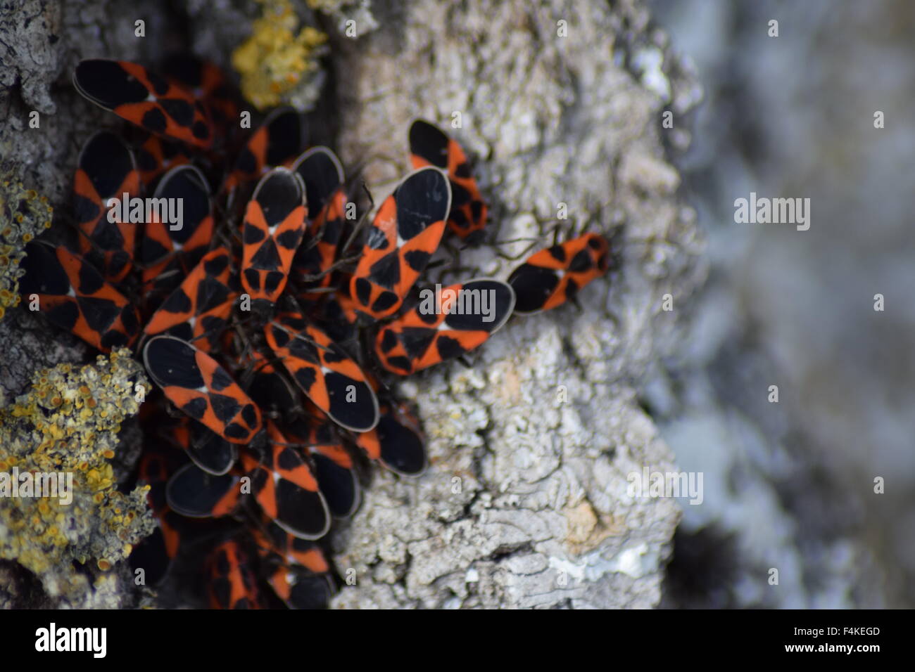Two firebugs mating and walking backwards. Spring nature fire bug red ...